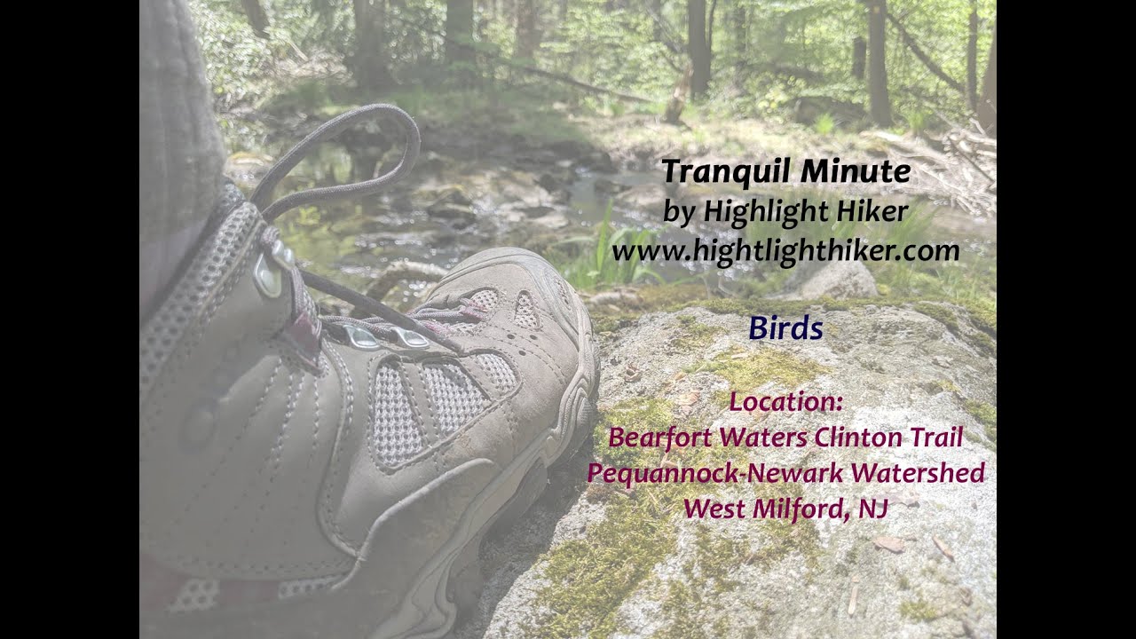 Tranquil Minute: Birds (and Dog) - YouTube