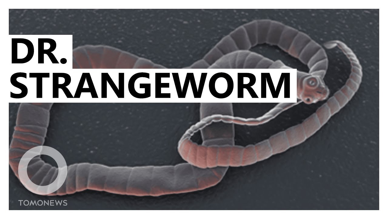 Tapeworms in Ants Keep Hosts Young for the Strangest Reason - YouTube