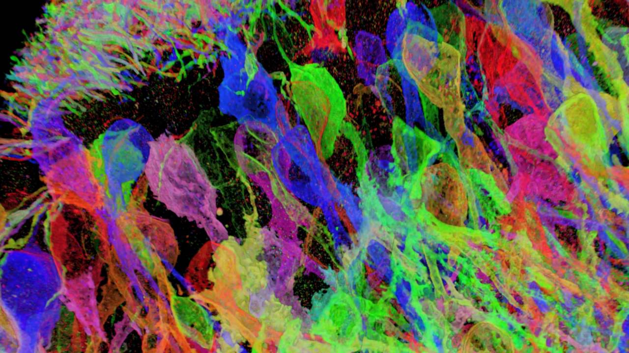 Expansion Microscopy of Brainbow Hippocampus - YouTube