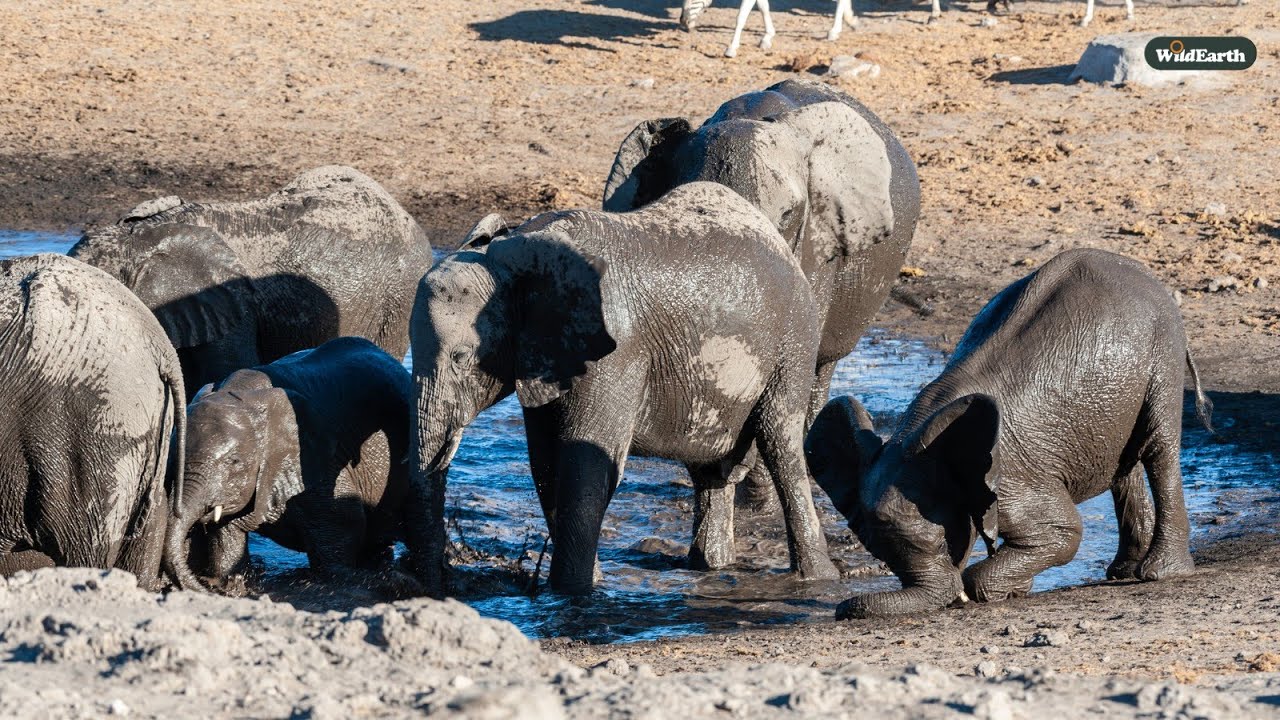 LIVE at the waterhole - 03 December 2024 - AD FREE - YouTube