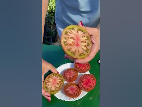ГОВЯДИНА С КУСТА - БИФ ТОМАТЫ! #огород#томаты - YouTube