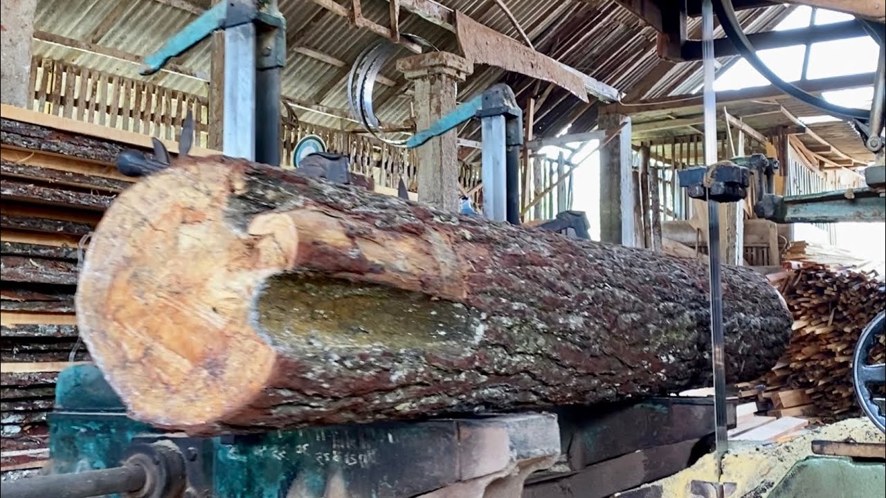 Straight pine wood is ready to be processed into many thin planks - the ...
