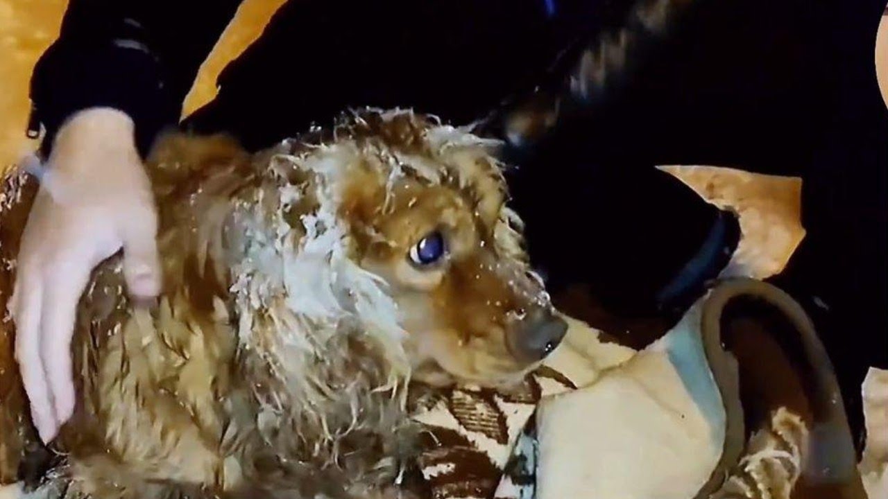Freezing Dog Rescued in Brutal Cold - Family's Reaction Will Melt You ...