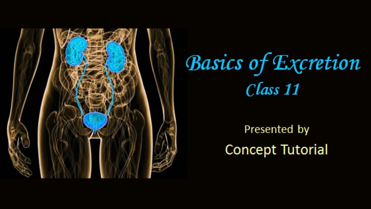 Ammonotelism Ureotelism Uricotelism | Excretory Products & their ...