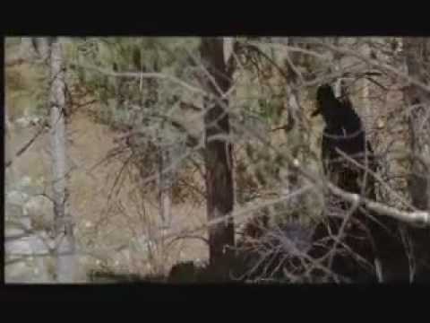 Dances With Wolves Final Scene and Credits2.flv - YouTube