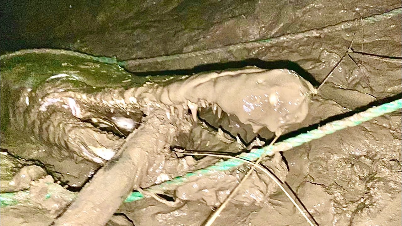 2 - 7 Foot Muddy River Monsters | ALLIGATOR GAR FISH ( Here’s The Mud ...