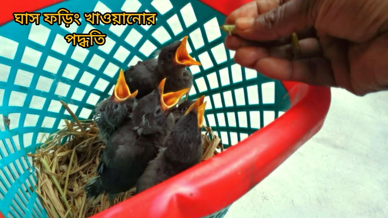 শালিক পাখির বাচ্চাকে ঘাস ফড়িং খাওয়ানোর পদ্ধতি। shalik pakhi baccar ...