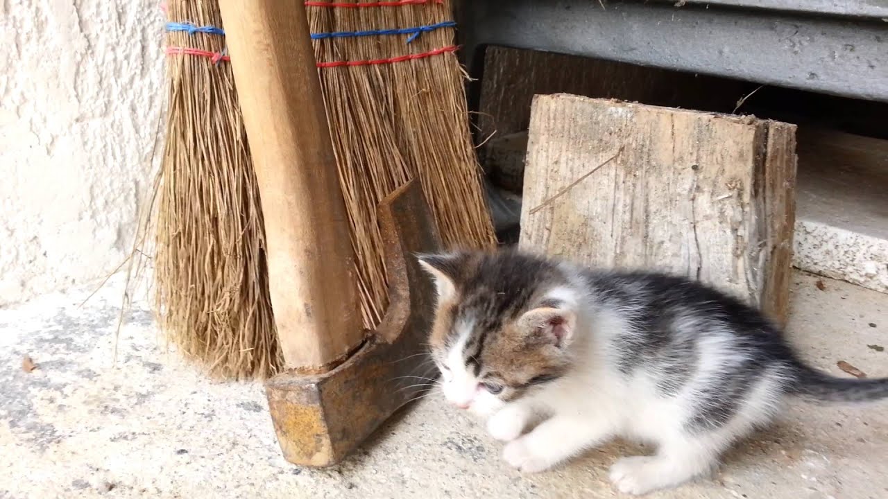 Male mace !!!! - YouTube