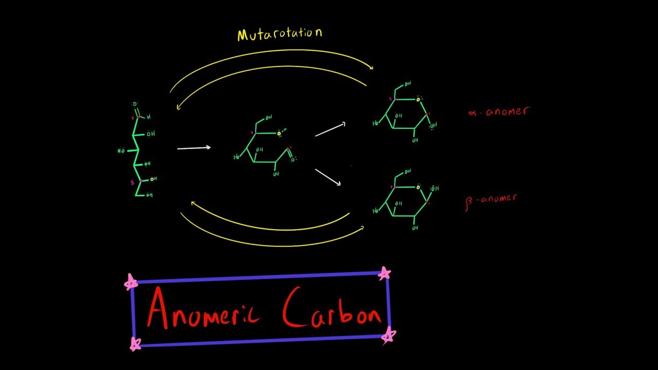 Alpha Anomer vs Beta Anomer Carbohydrate Cyclization Anomeric Carbon ...