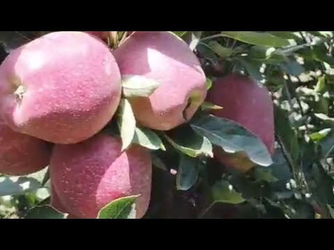KULLU DELICIOUS AND SS2 APPLE VARIETY #2024 #viralvideo #apple # ...