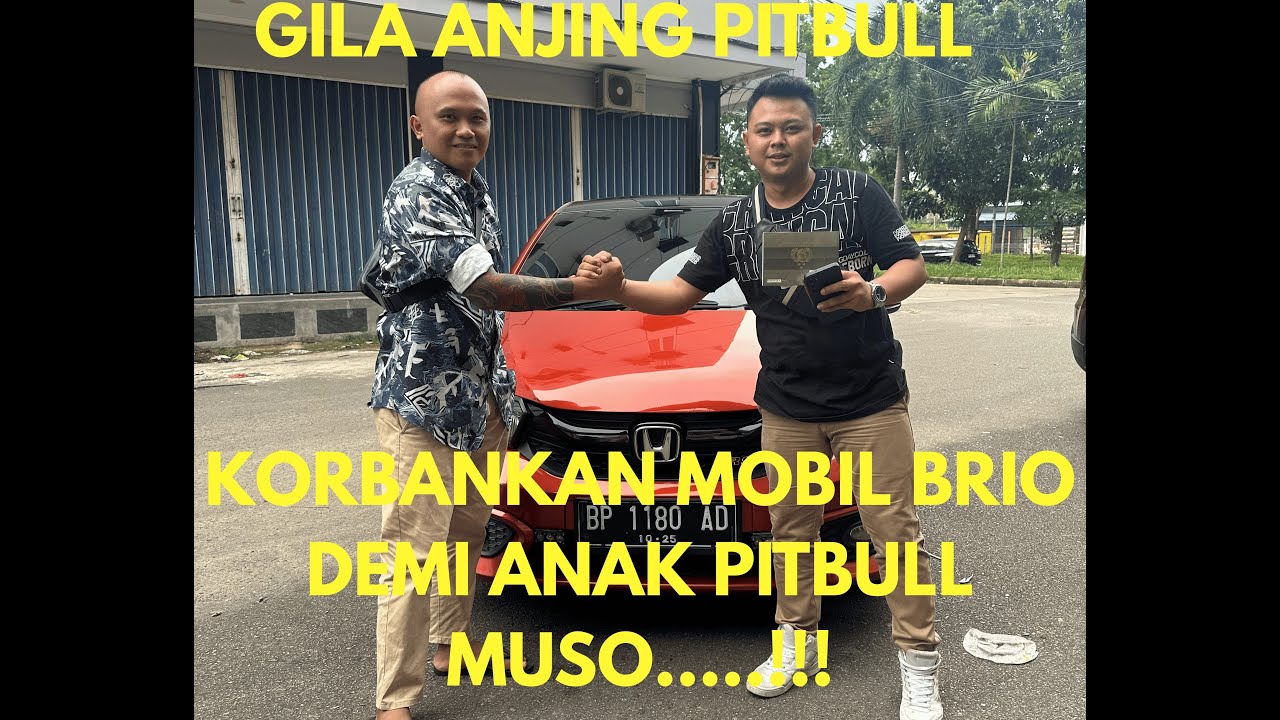 KORBANKAN MOBIL DEMI ANAK MUSO ANJING PITBULL - YouTube