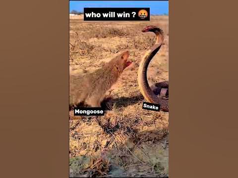 mongoose vs snake cobra real fight | नेवला vs नाग | #cobravsmongoose # ...