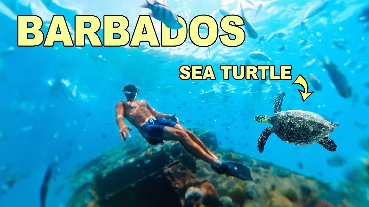 The BOAT trip you MUST do | Swimming with Sea Turtles in Barbados - YouTube