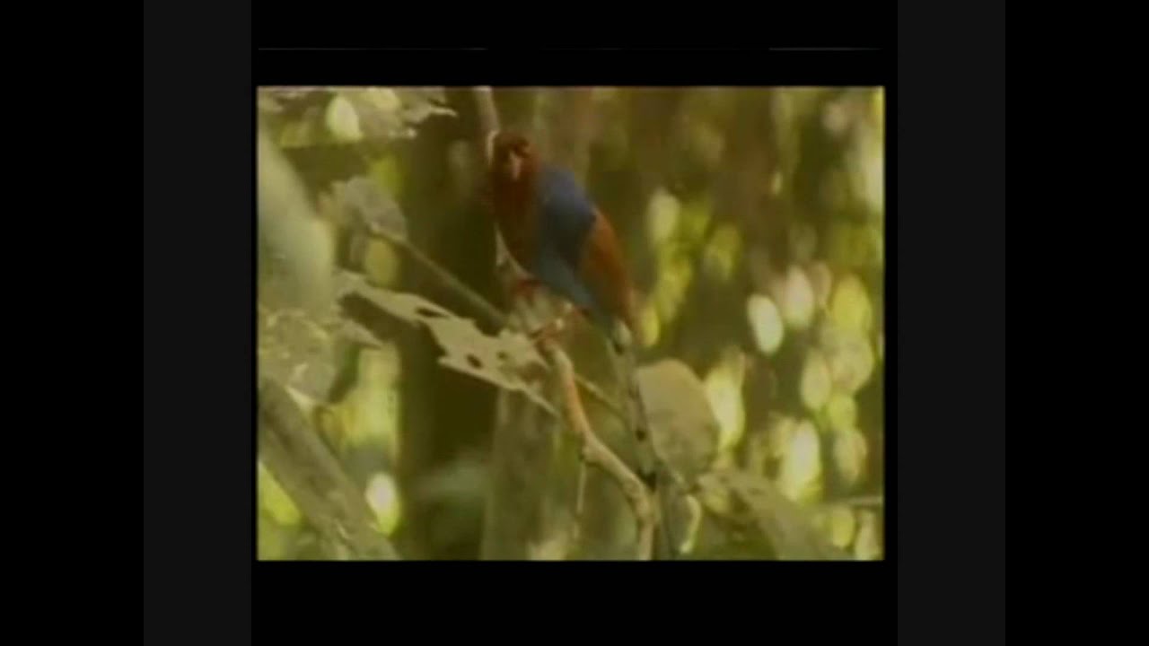 Mey Rata Mage Rata By Malani Bulathsinhala - YouTube