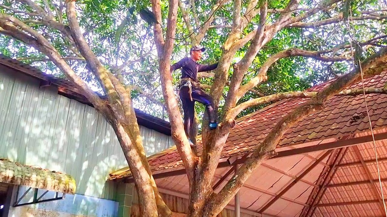 Cắt chặt cây Xoài siêu nhánh cho chú 5 / Cut down the super-branched ...