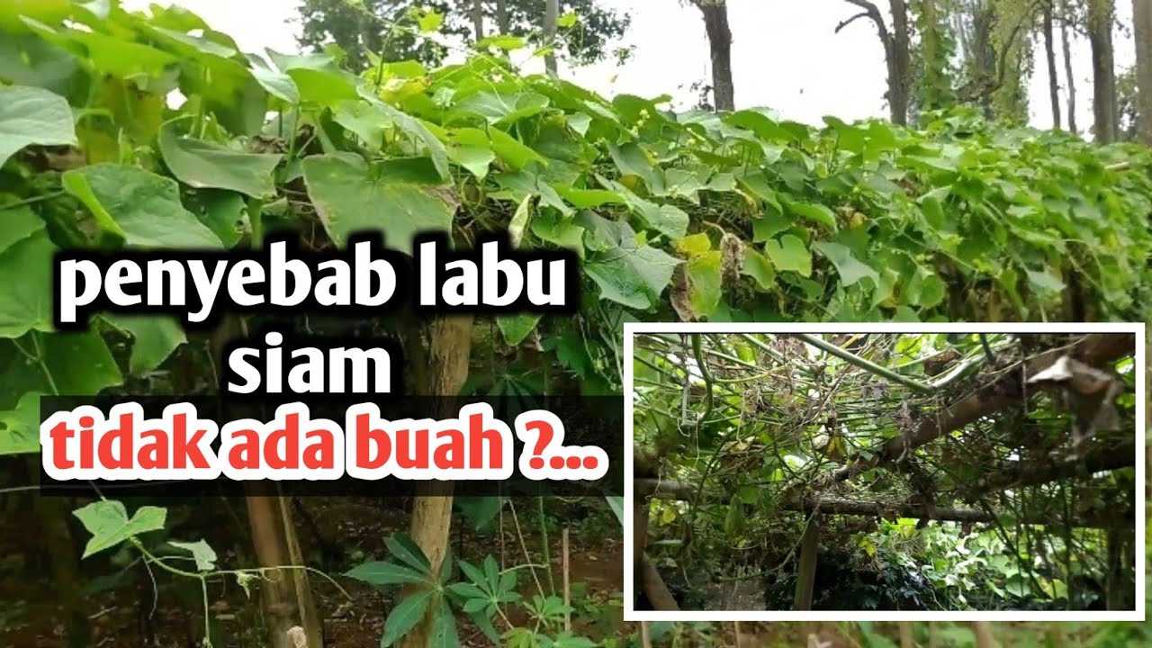 cara agar labu siam bisa berbuah lebat kembali !! #chayote #labusiam ...