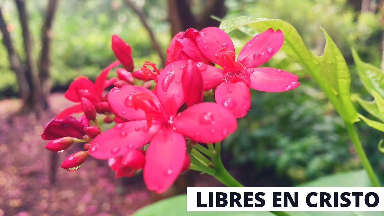 Pastor Pablo Bottari - " VIVIENDO LIBRES EN CRISTO " y " LIBERACIÓN ...