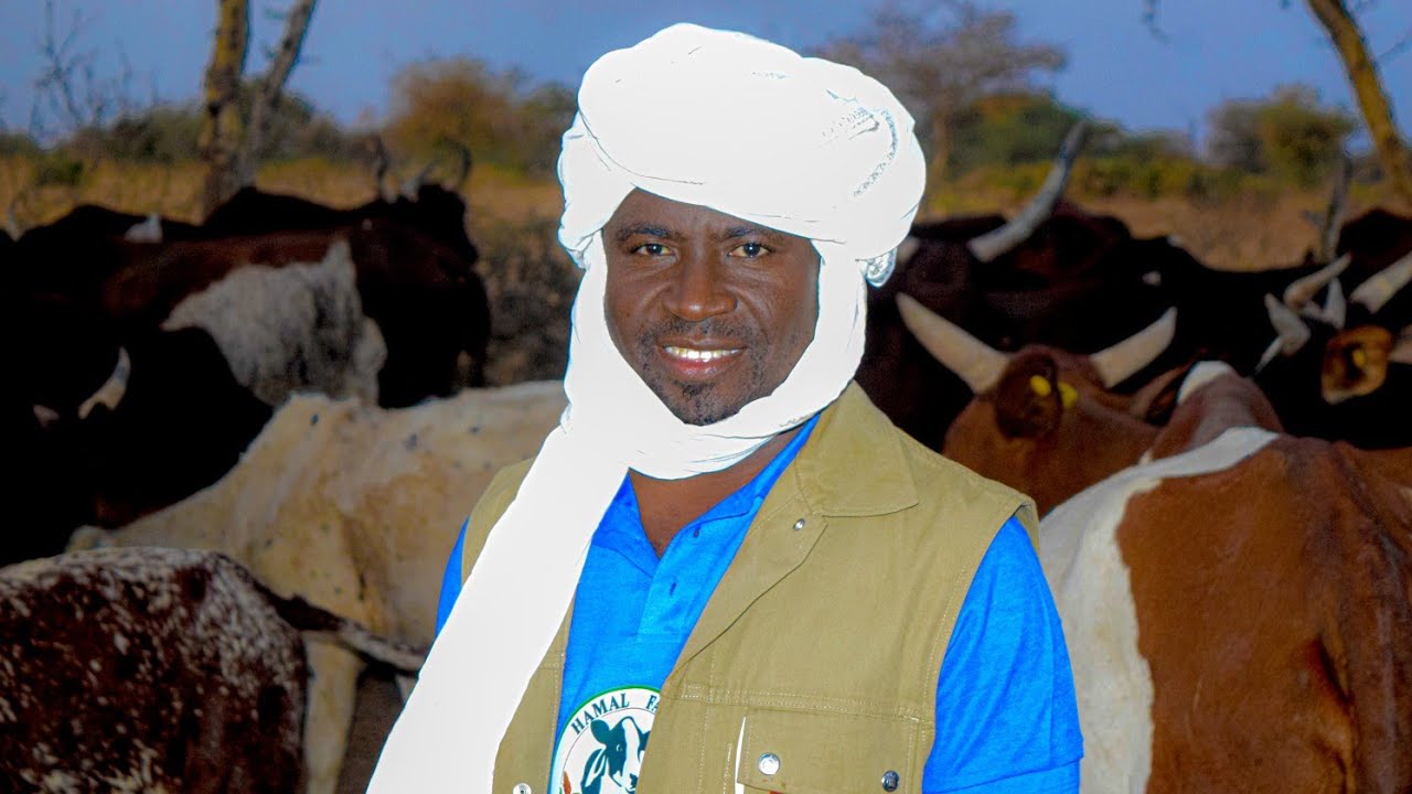 Technique simple pour couper facilement les cornes des vaches ...