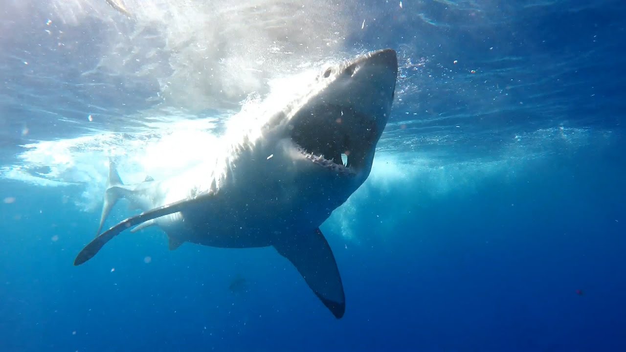 Guadalupe Island Great White Sharks - YouTube