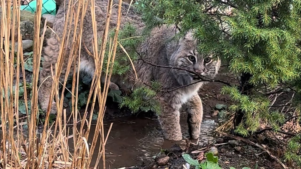 Meemie bobcat plays in her mini pond - YouTube