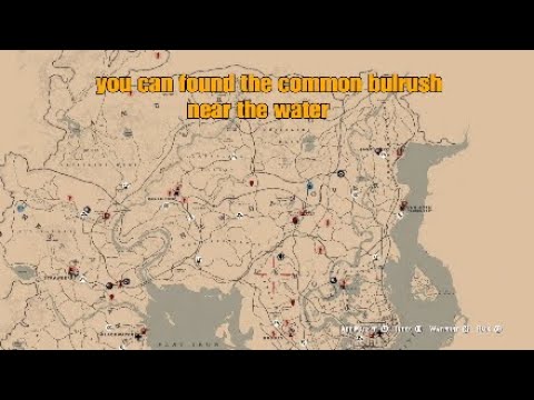 RDR2 daily challenge : Common Bulrush picked - YouTube