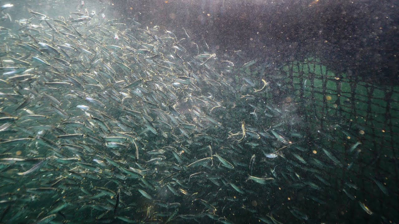 Fish Farms are Herring Farms - YouTube