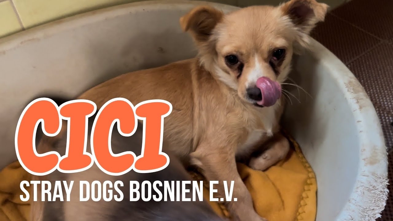 Welpenschmuserei mit der süßen CICI 😘🐕 | Stray Dogs Bosnien e.V. | # ...
