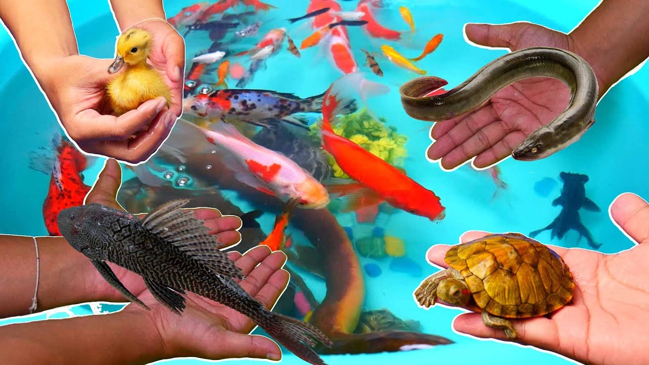 Duck Wild Turtle Catfish Angelfish Goldfish Pleco Betta Ping Pong Koi ...