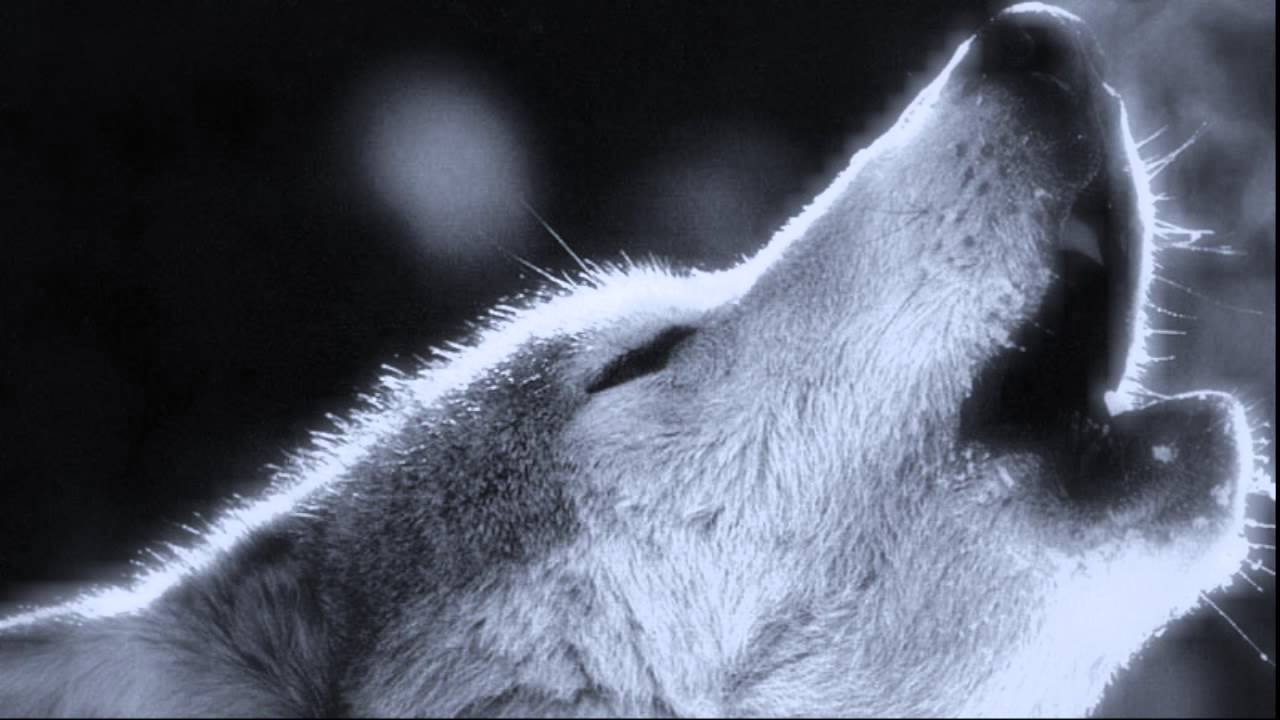 OSTARA - Lone Wolf Cry - YouTube