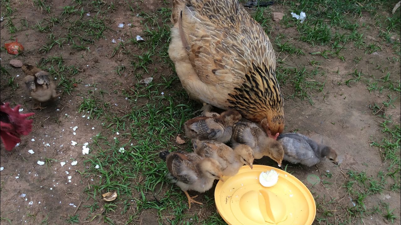 Baby chicken eating boiled egg - YouTube