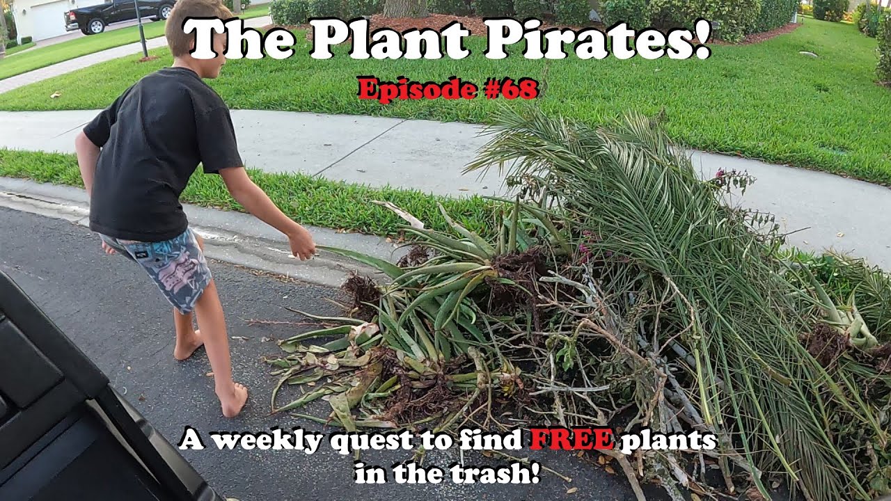 Finding FREE Plants in the trash! The Plant Pirates Episode #68 - YouTube