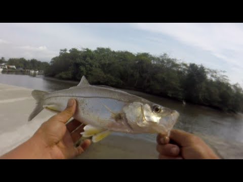MUITA AÇÃO na pescaria de Robalo na BOCA DA BARRA EM CARAGUATATUBA ...