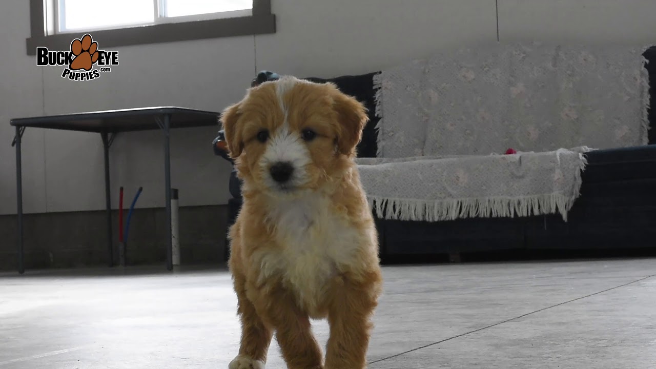 Huskipoo Puppies - YouTube