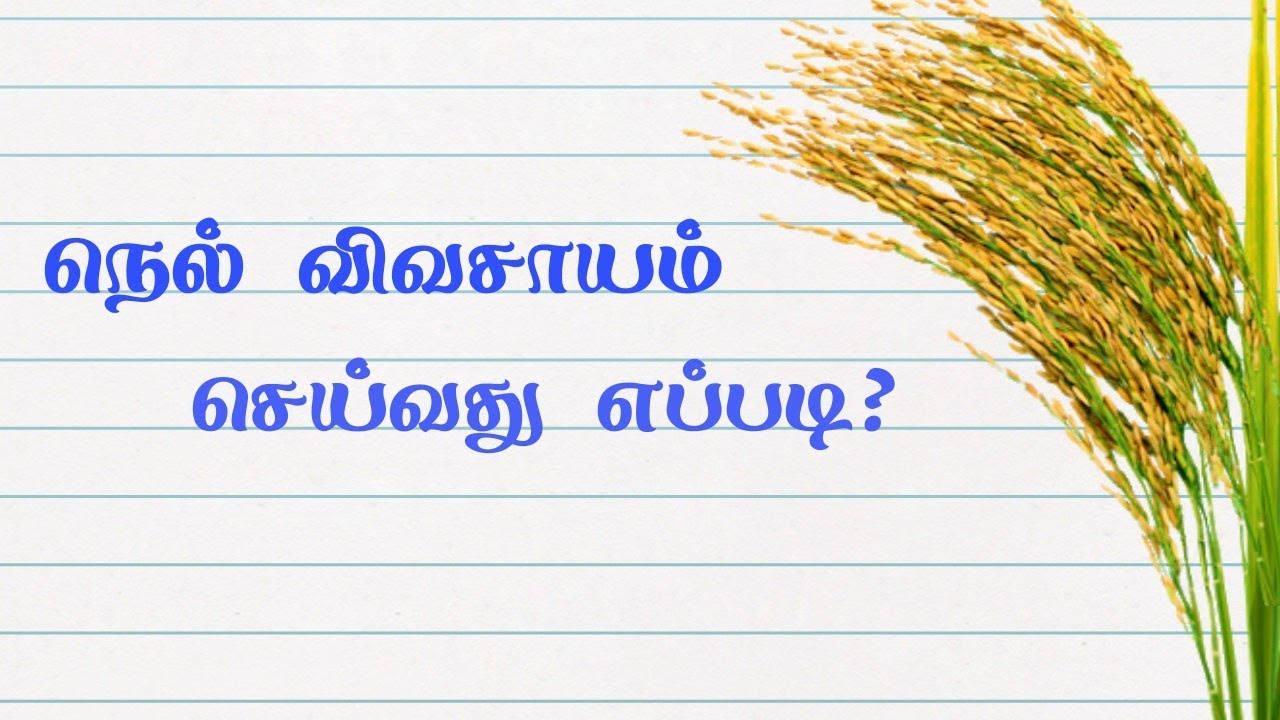 How To Cultivate Paddy In Tamil First Part Of Paddy how-to-cultivate-paddy-in-tamil-first-part-of-paddy