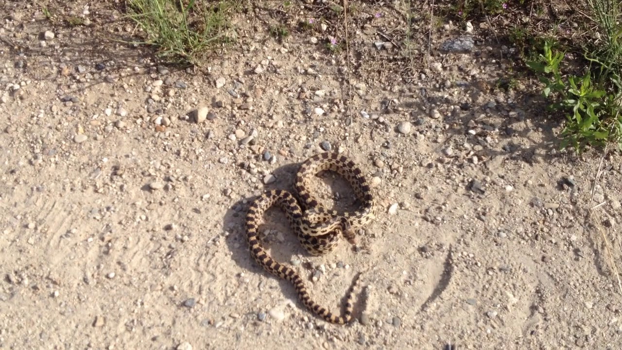 Bull snake on Toll Road hissing720 - YouTube