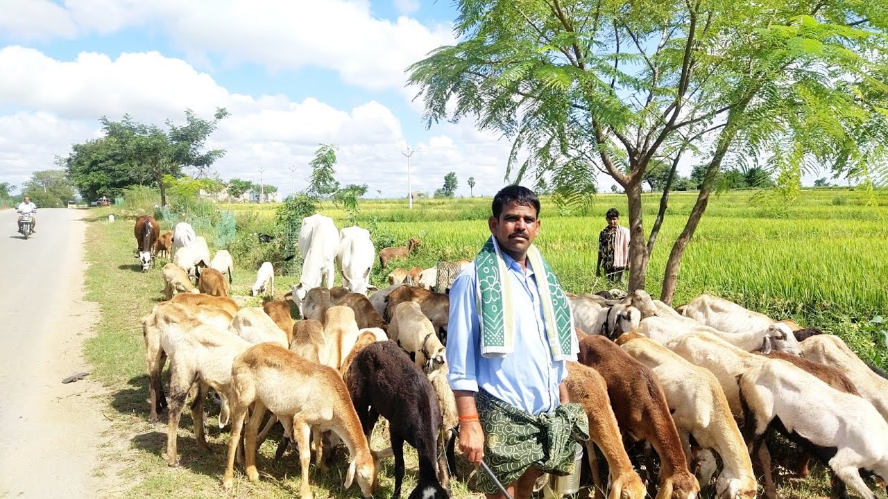 గొర్రెల పెంపకంలో లాభాలు ఎలా ఉన్నాయి-sheep farming in india-sheep ...