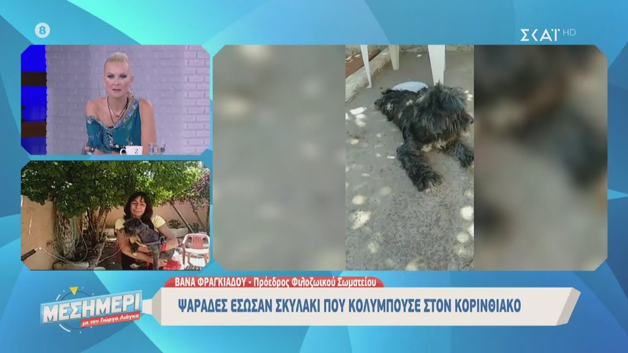 Μεσημέρι με τον Γιώργο Λιάγκα | Ψαράδες έσωσαν σκυλάκι που κολυμπούσε ...