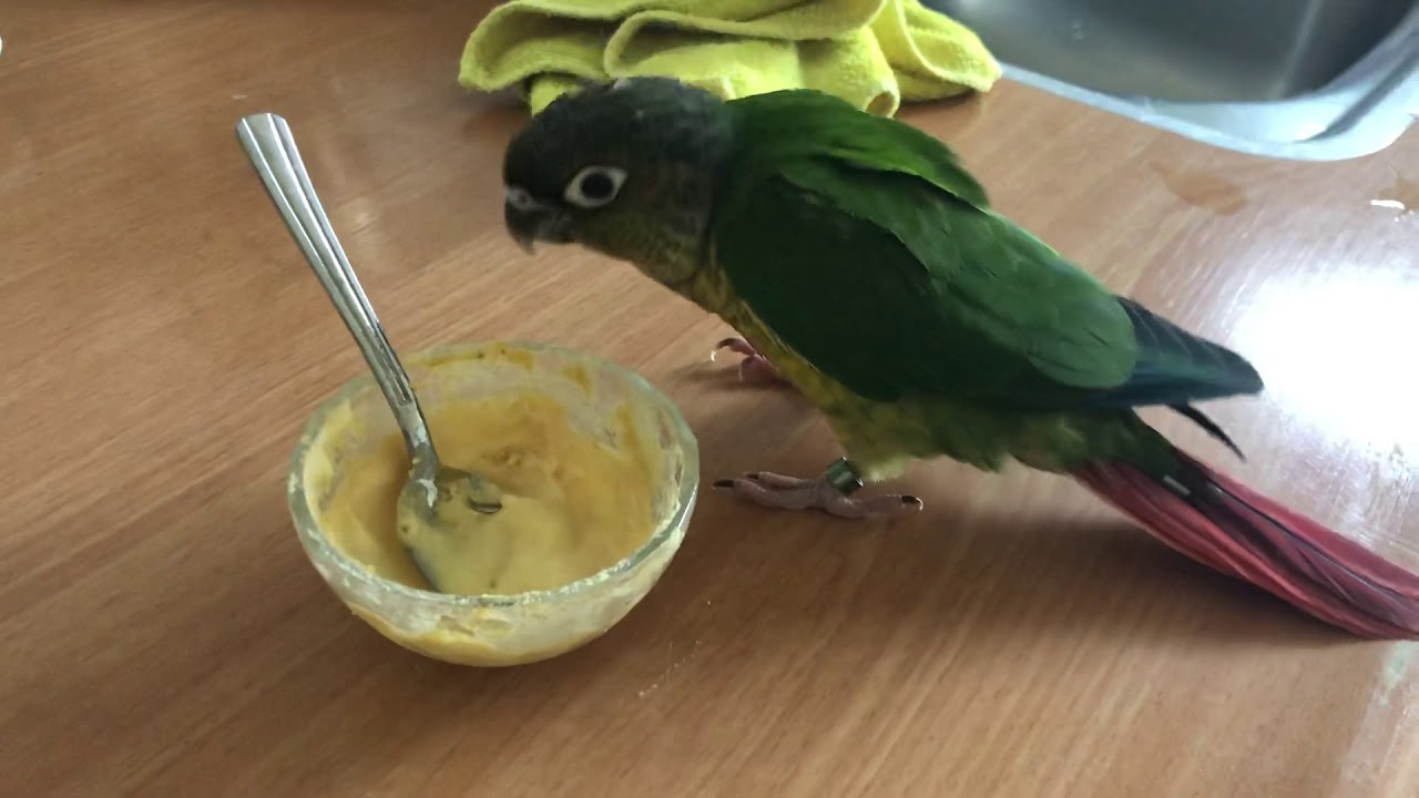 Baby conure eating - YouTube