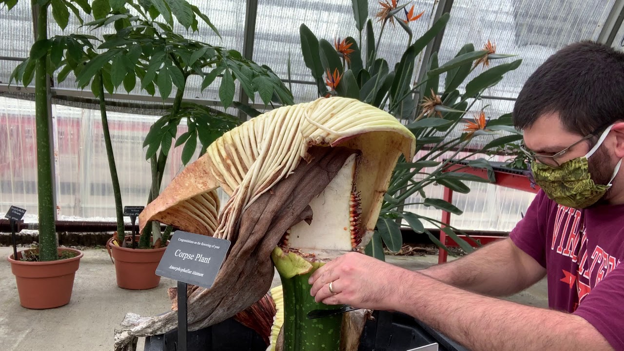 Part 2: Preserving VT's Stinky Phil corpse plant—How to make an ...