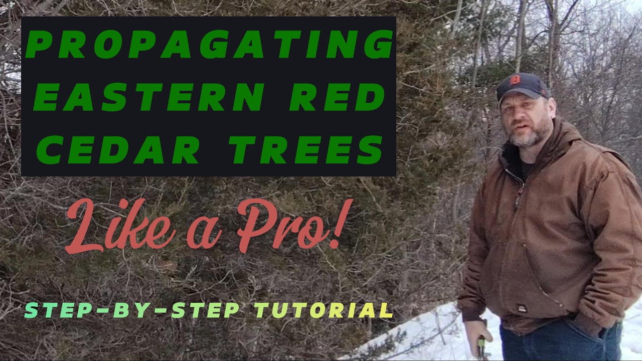 How to Propagate Eastern Red Cedar Trees like a pro! - YouTube