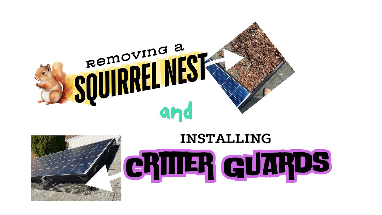 Expert advice: Removing squirrel nests from under your solar panels ...
