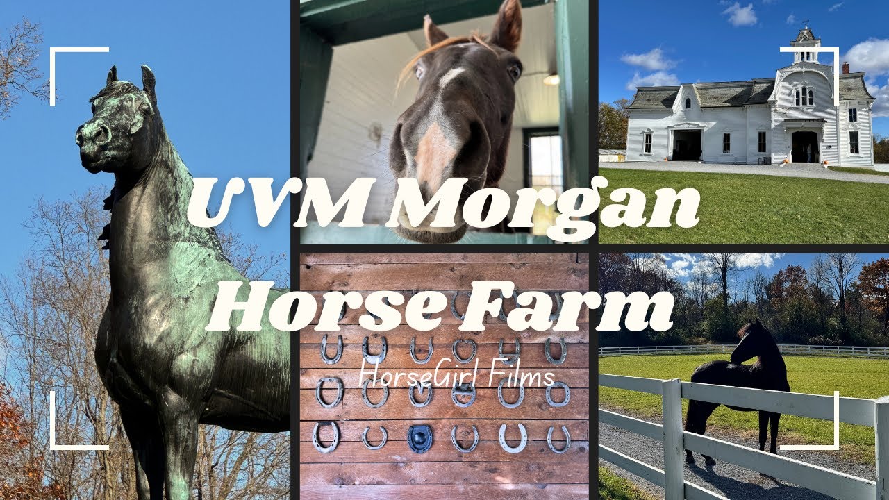 Going to the UVM Morgan Horse Farm for the First Time! - YouTube