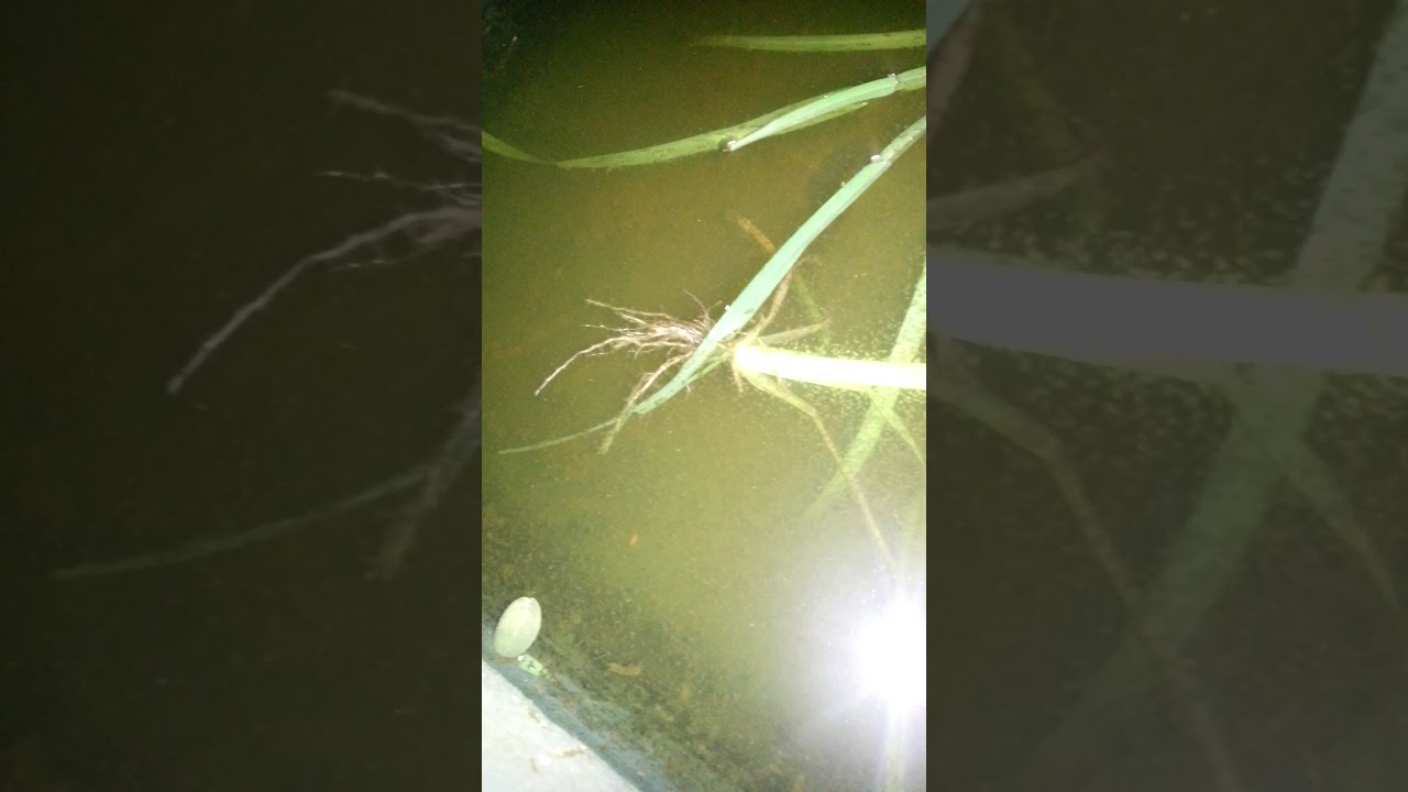 Moina culture (may 18) - YouTube