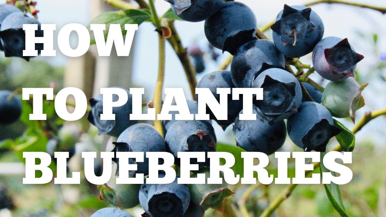 Blueberry Planting - How to plant blueberry bushes - YouTube