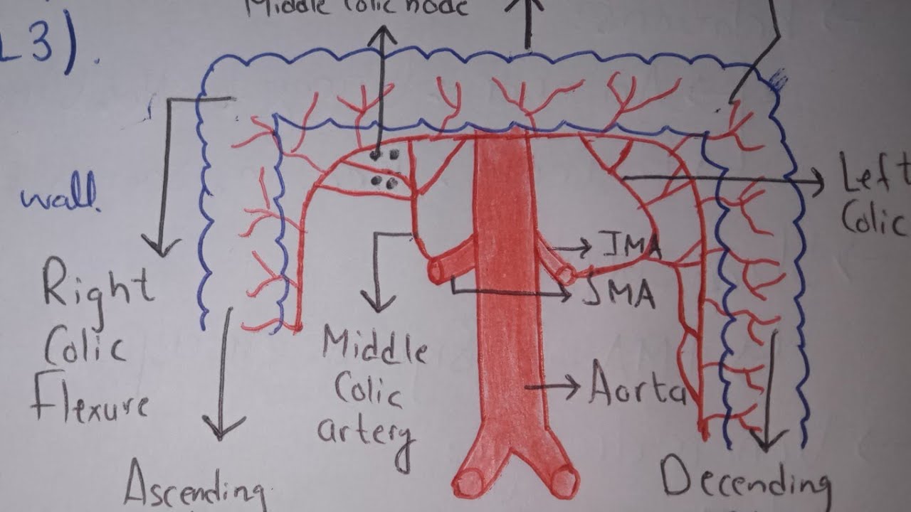 Large Intestine(Parts, Arteries, Nerves, Venous as Lymphatic drainage ...