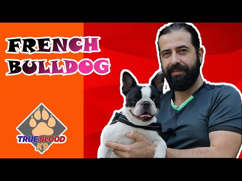 FRENCH BULLDOG - FRANSIZ BULLDOG IRKI ÖZELLİKLERİ