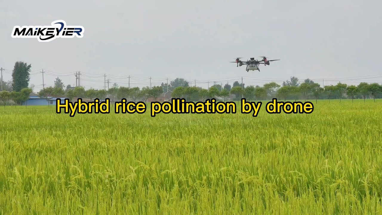 Hybrid rice pollination by drone - YouTube