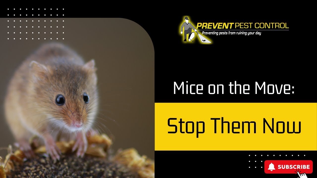 Mice on the Move: Stop Them Now - YouTube