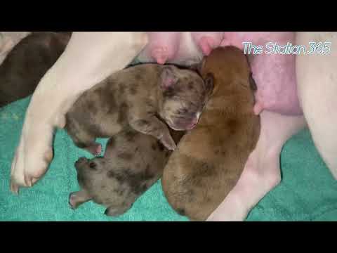 Hungry Frenchie Puppies 4 Days Old Nursing Breastfeeding Milk