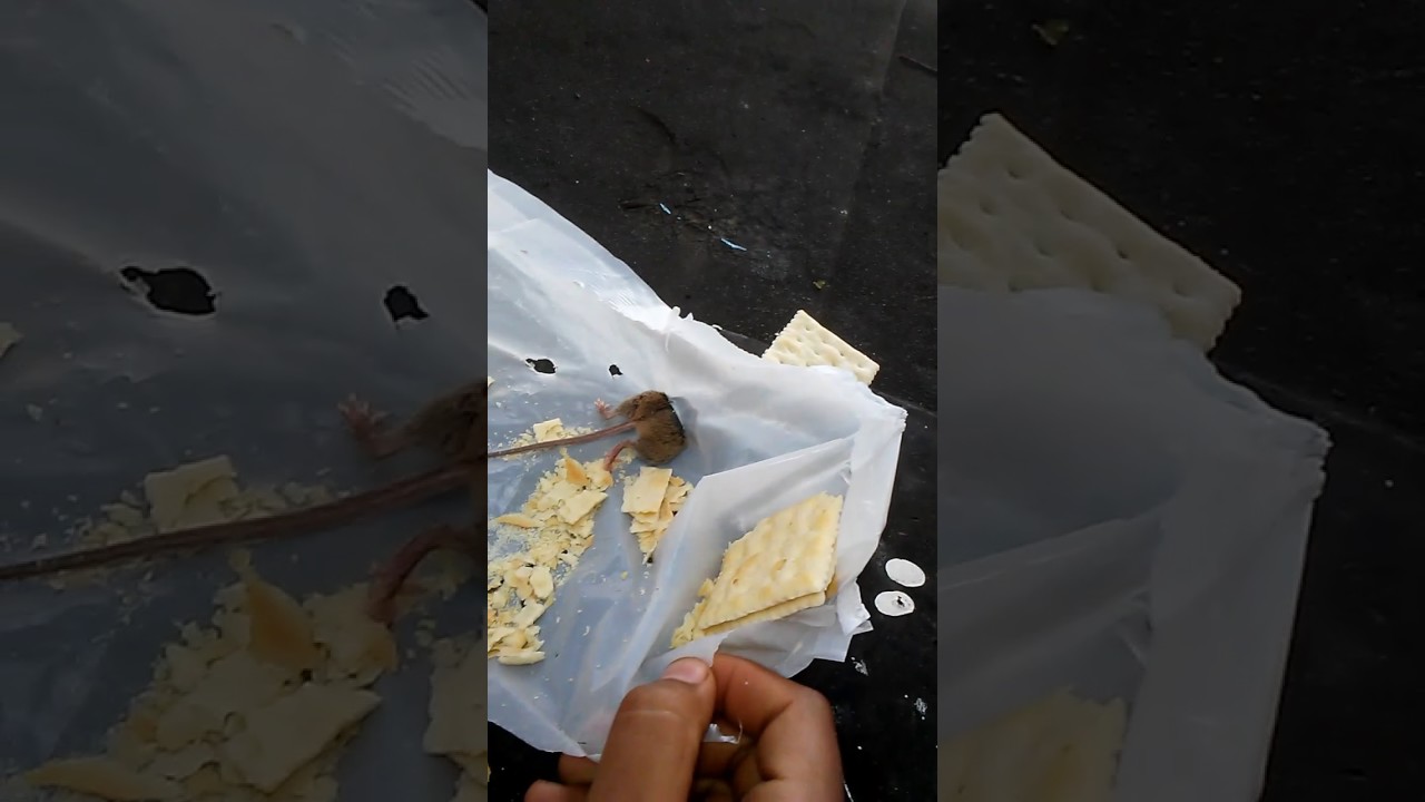 Mouse stealing crackers gets stuck - YouTube